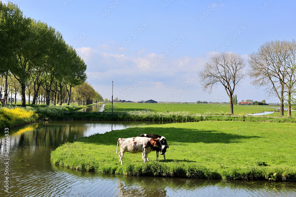 Foto de Dutch meadow panoramic landscape with traditional water canals ...