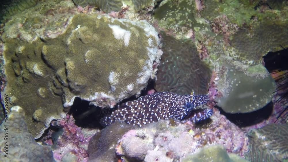 Moray eel of beautiful color close-up in corals at bottom underwater ...