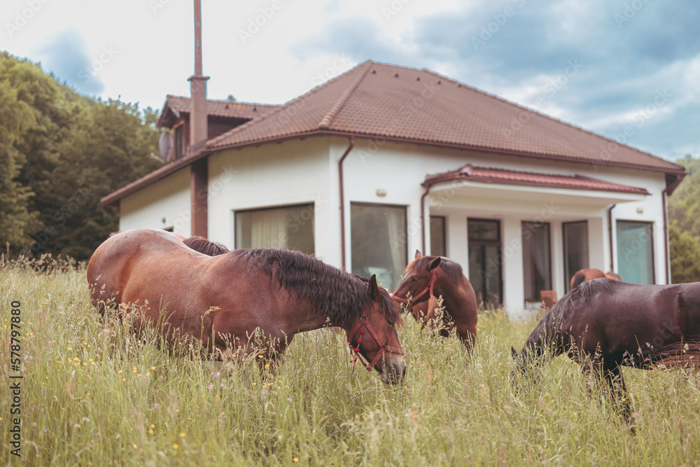 bond between horses and humans is celebrated in this heartwarming photo ...