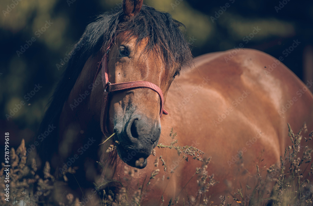 The natural beauty of these horses is highlighted in this stunning ...