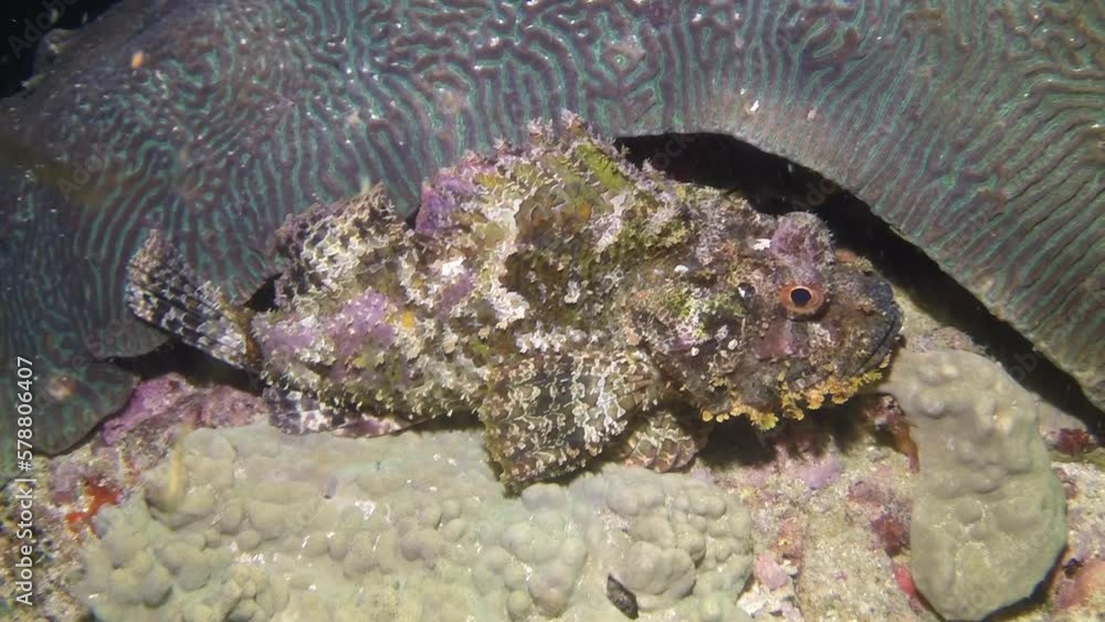 Among coral formations underwater poisonous fish with warts can seen up ...