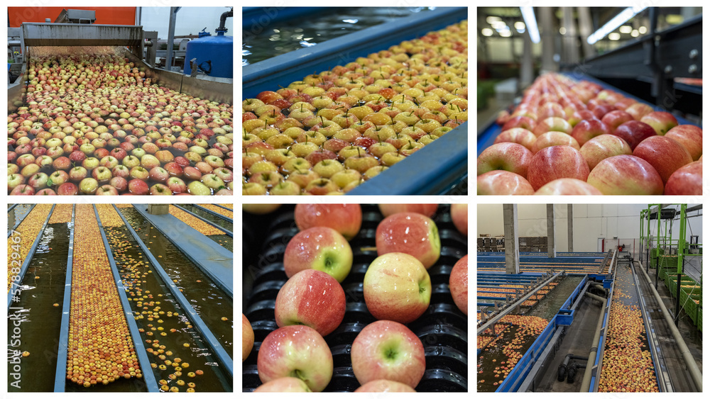 Apple Production and Processing - Photo Collage. Apple Washing, Grading, Sorting and Packing ...