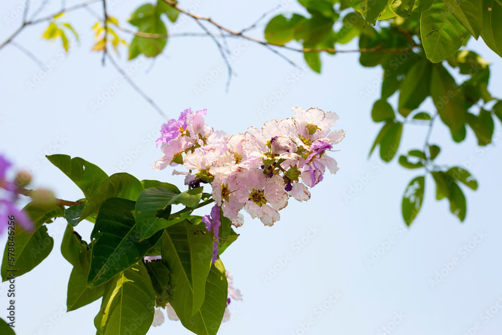 Inthanin bok tree flower (Lagerstroemia macrocarpa var macrocarpa ...