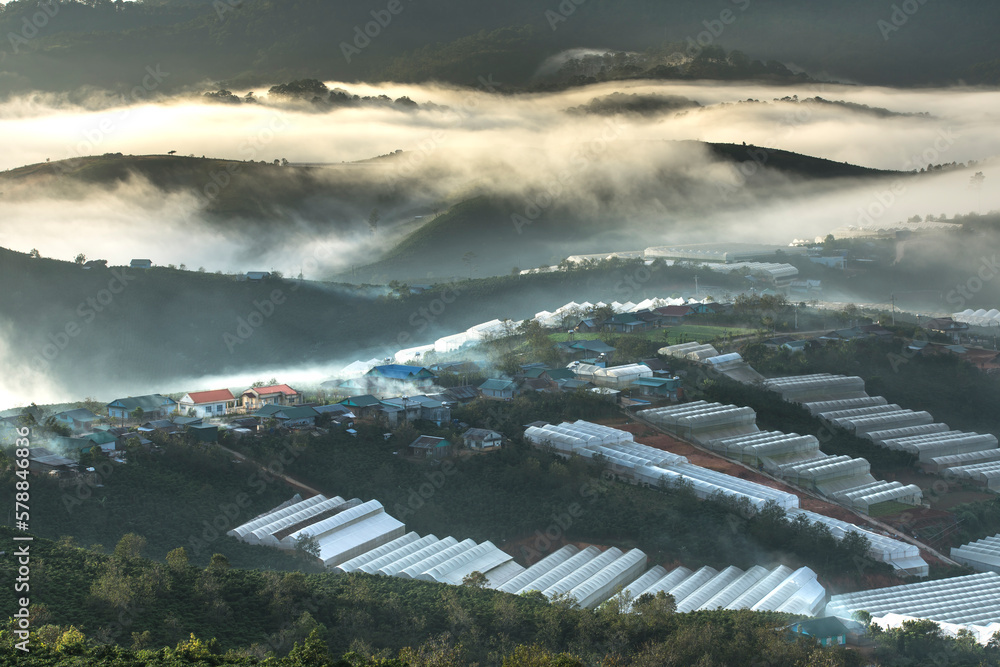 The magical beauty of the pine forests on the hill hidden in fog and ...
