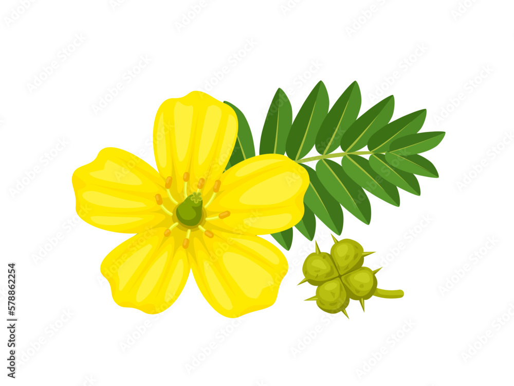 Vector illustration, Tribulus terrestris,also called goat's head ...