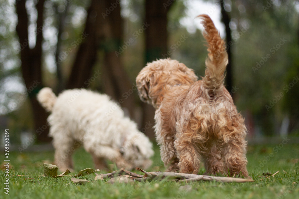 Perro maltés blanco a lo lejos y perro maltés color miel de espaldas ...