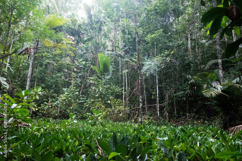 Im Amazonas Regenwald mit typischer Flora Stock Photo | Adobe Stock