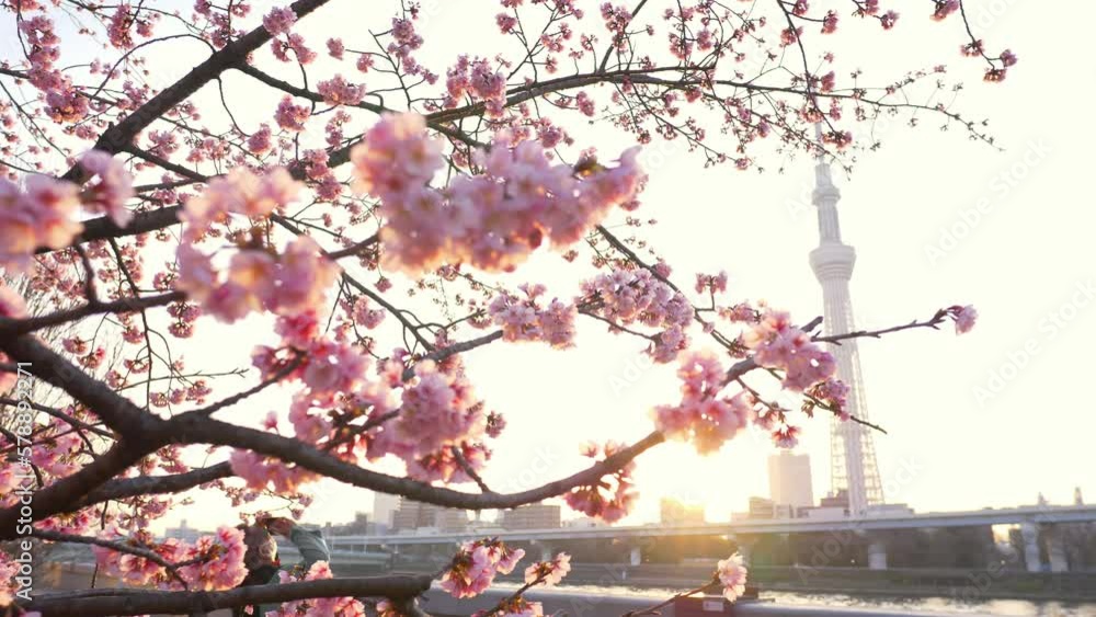 Sakura in downtown Tokyo, Tokyo Skytree with sakura blossom, capital of ...