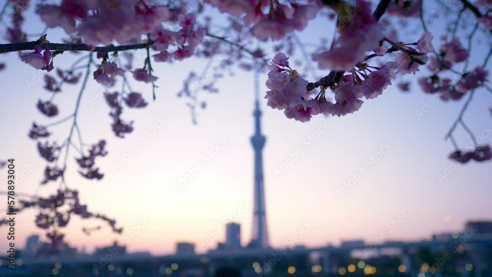 Tokyo Skytree with sakura blossom, capital of Japan landmark, tourism ...