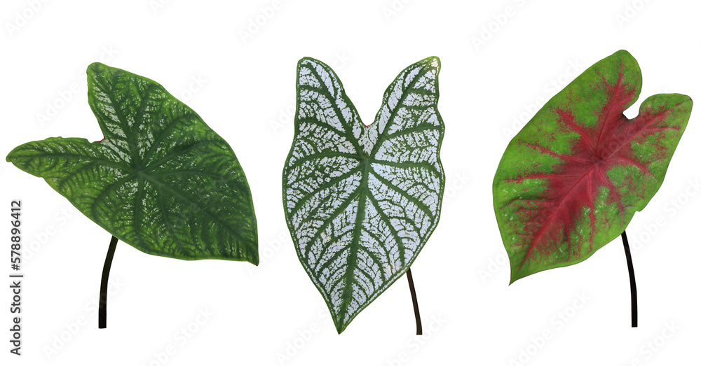 Caladium bicolor tree. Collection of exotic green leaf isolated on ...