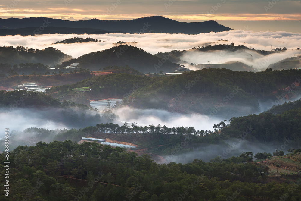 The magical beauty of the pine forests on the hill hidden in fog and ...