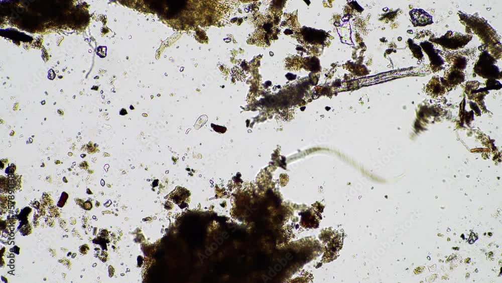 nematode microorganisms and soil biology, with nematodes and fungi ...