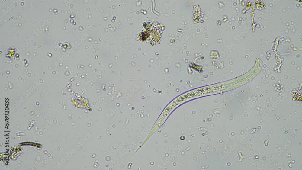 nematode microorganisms and soil biology, with nematodes and fungi ...