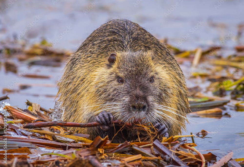 Coypu - Myocastor coypus, also known as river rat or nutria, is large ...