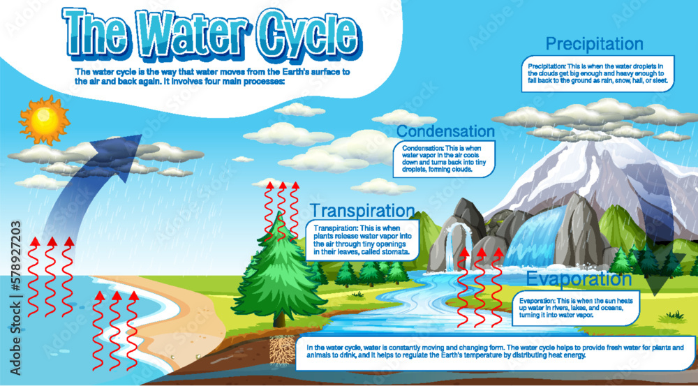 The water cycle diagram for science education Stock Vector | Adobe Stock