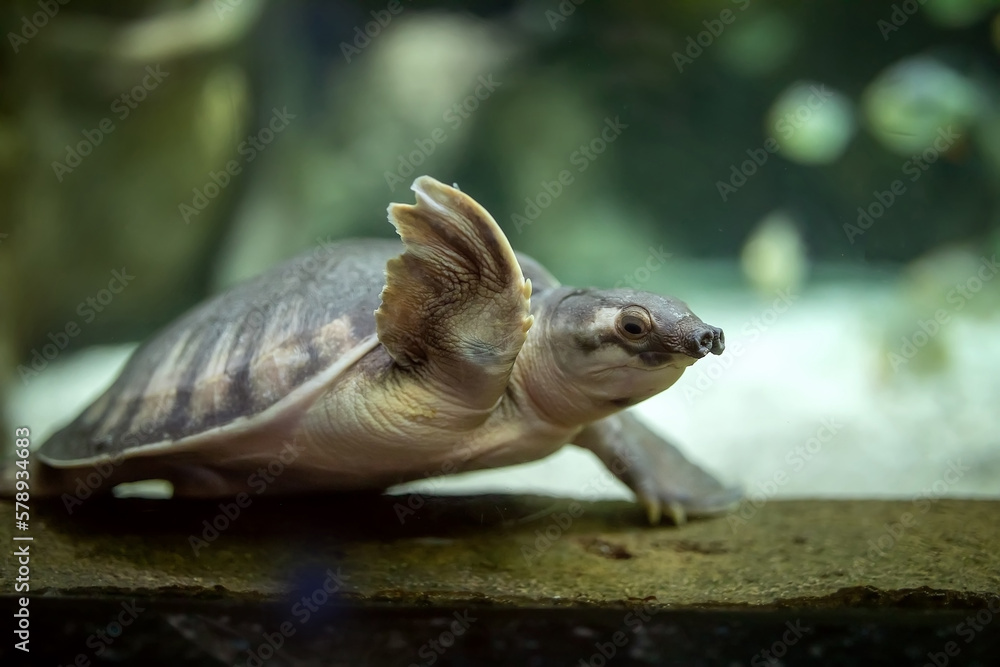 Carettochelys insculpta. Pig-nosed turtle. Close-up in the aquarium ...