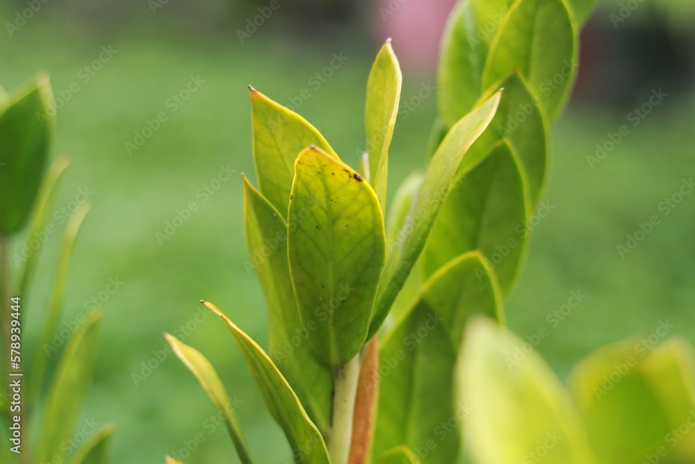 Nature view of green leaves on blurred greeny background in nature ...