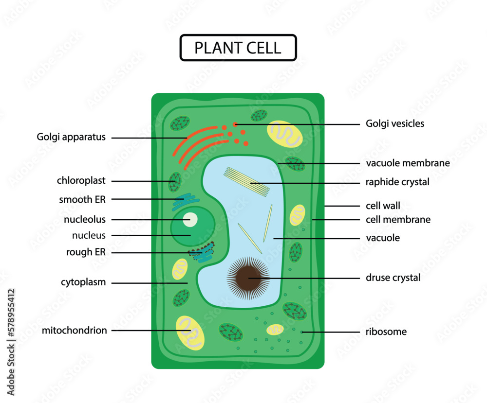 illustration of biology, Plant cell anatomy, Plant Cell structure ...
