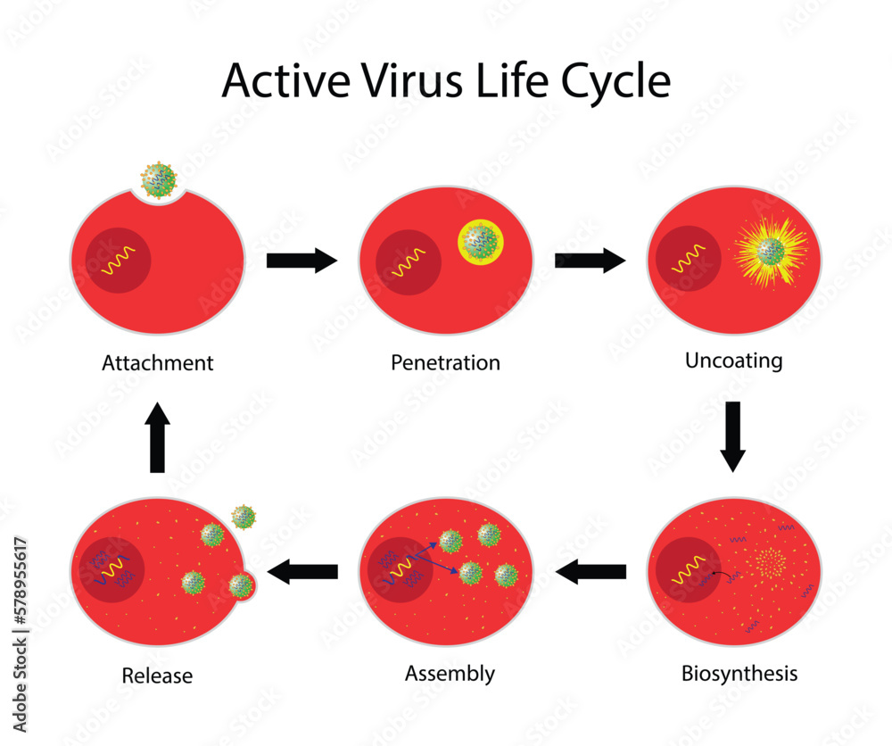 Vecteur Stock illustration of biology, Active virus life cycle, virus ... Vecteur Stock illustration of biology, Active virus life cycle, virus ...