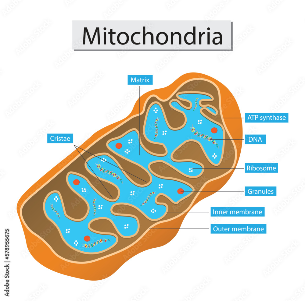 illustration of biology, Mitochondria are membrane-bound cell ...