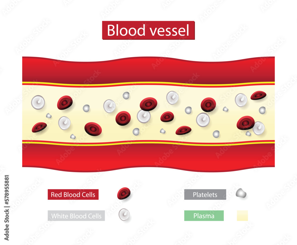 Stockvector illustration of biology and medical, Blood vessel with ...
