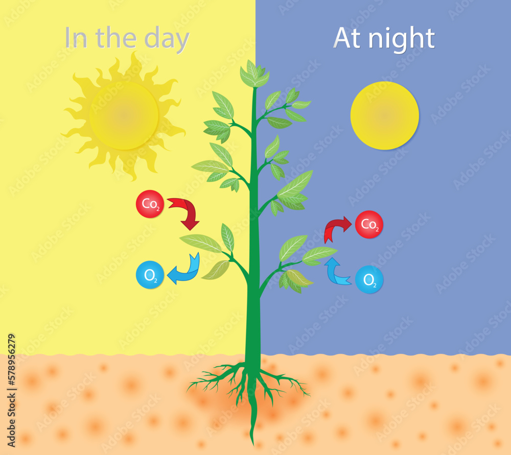 illustration of Biology and physics, Gas exchange of trees during the ...