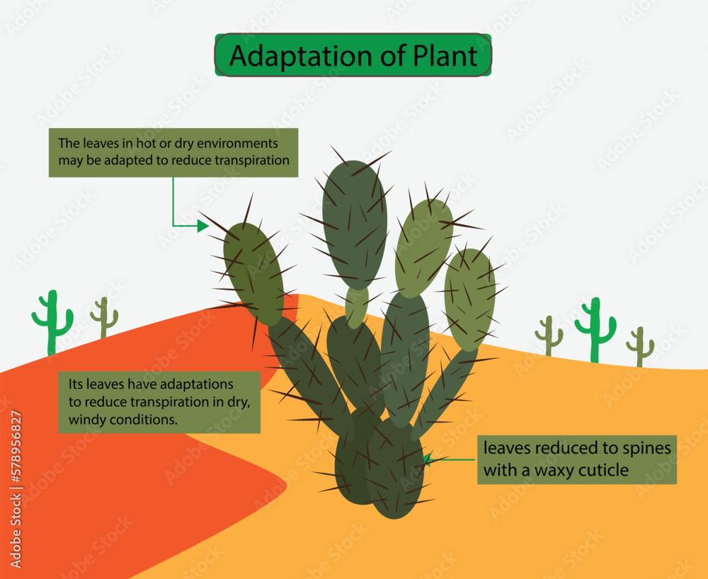 Vetor de illustration of biology, Adaptation of plant, Cactus has no ...