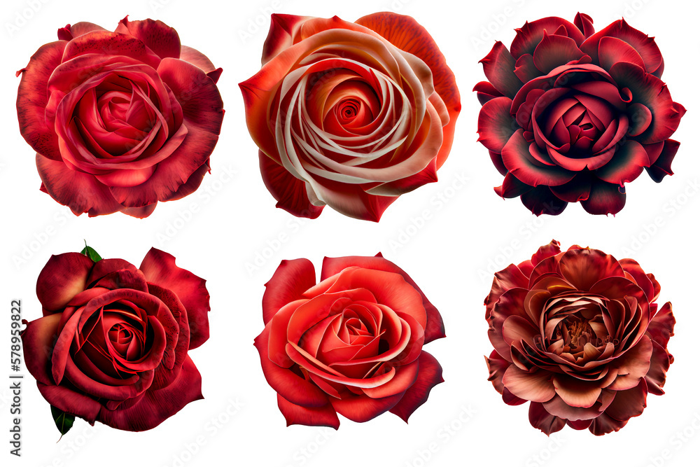 Assorted red roses on transparent PNG background. Flatlay top view of ...