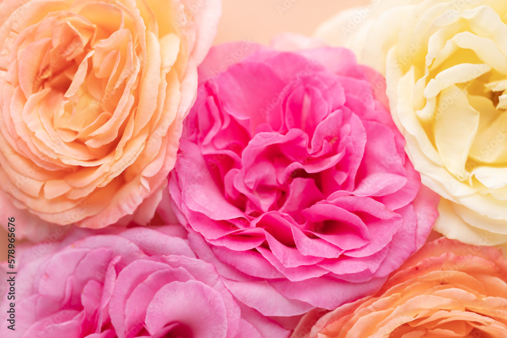 Blurred background with rose. Copy space for your text. Mock up ...