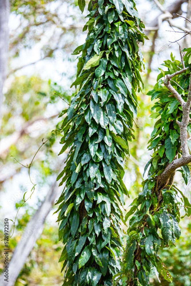 beautiful, unique plants growing in australian wetlands; tinchi tamba ...