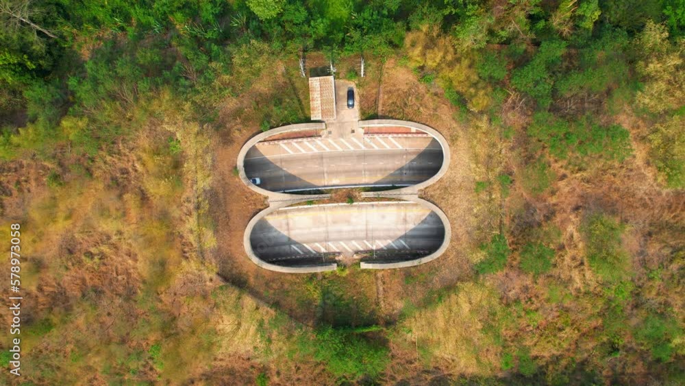 Mesmerizing footage of wildlife corridor bridges, which allow animals ...