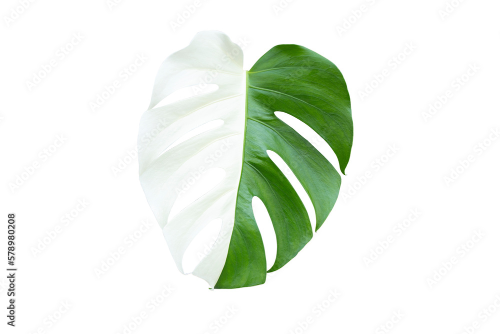 Monstera albo variegated leaves with white and green isolated on ...