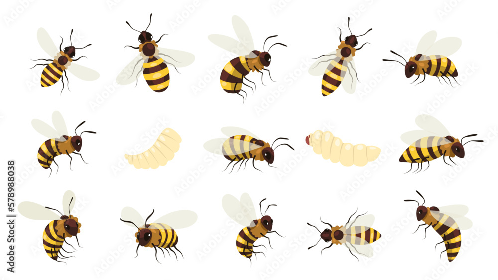 Cartoon Honey Bee Vs Wasp