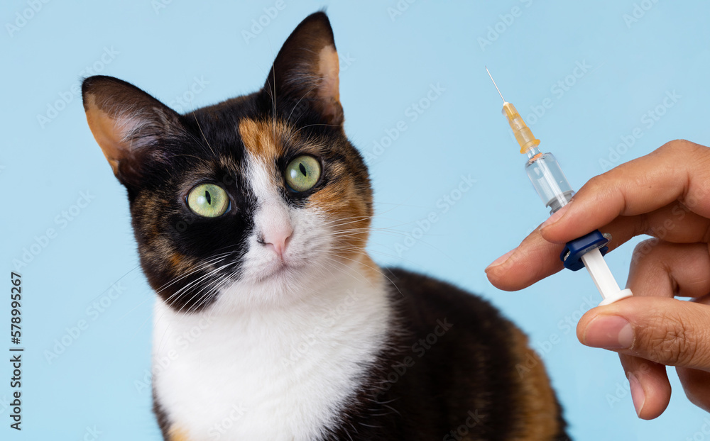 Close up photo of hand holding syringe and cat looking with frightened ...