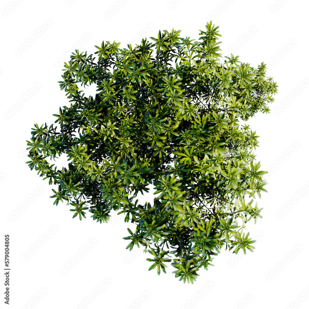 tropical plant and tree isolated top view Stock Illustration | Adobe Stock