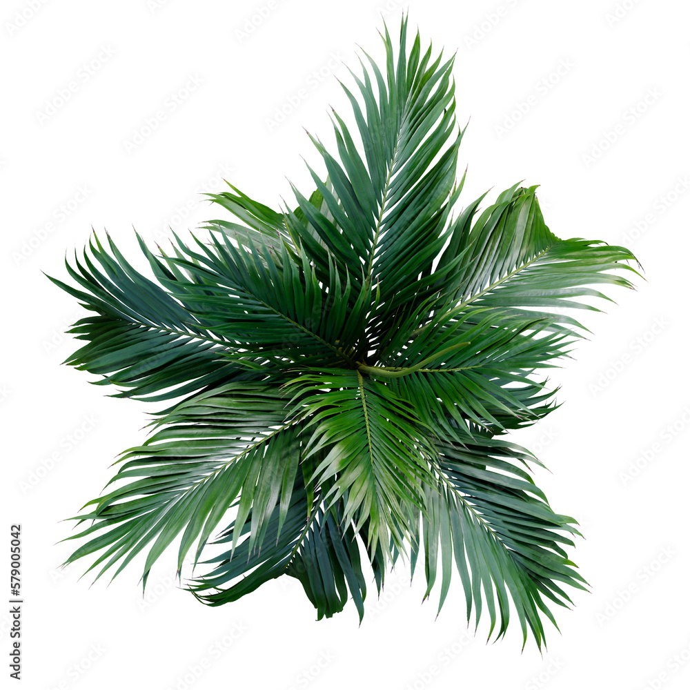 tropical plant and tree isolated top view Stock Illustration | Adobe Stock