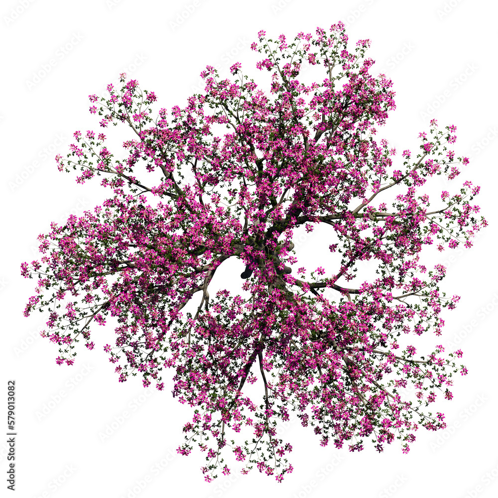 tree top view isolated on white png Stock Illustration | Adobe Stock