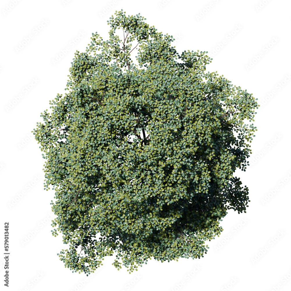 tree top view isolated on white png Stock Illustration | Adobe Stock