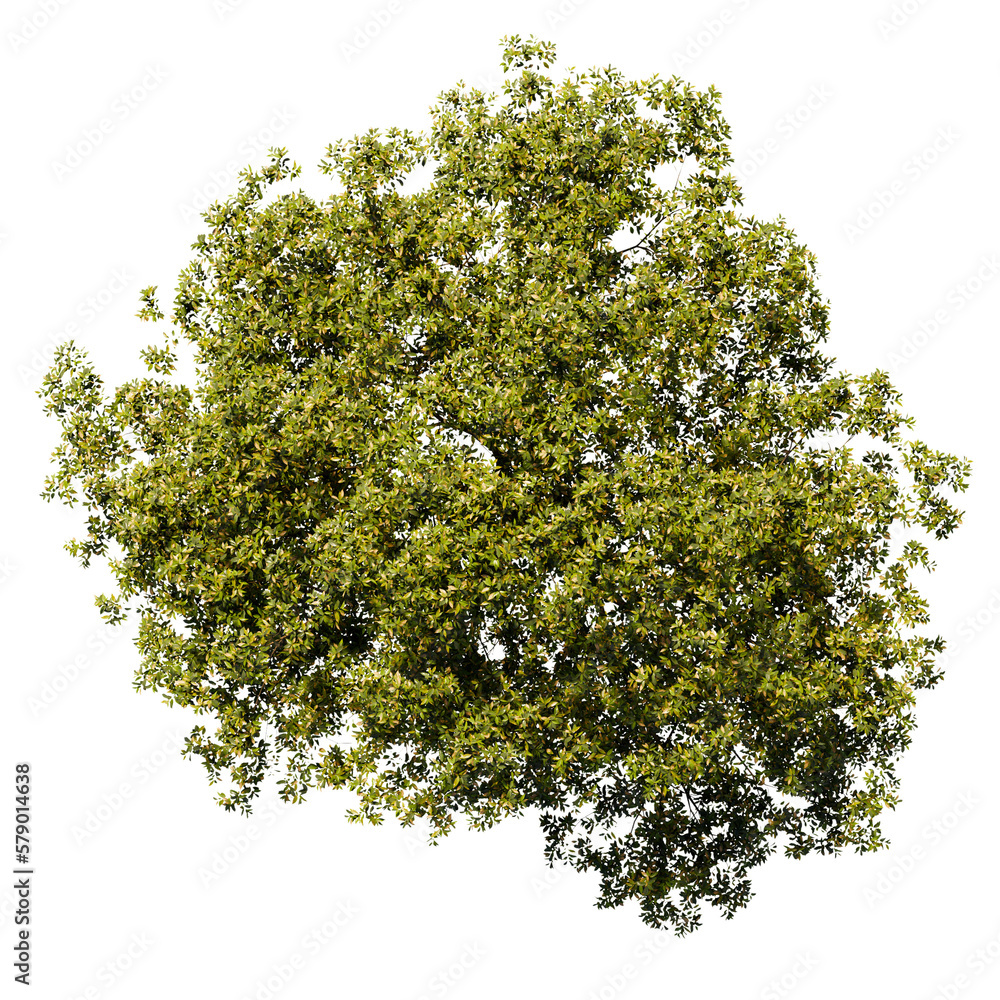 Poster tree top view isolated on white png – Wall Art | UkPosters