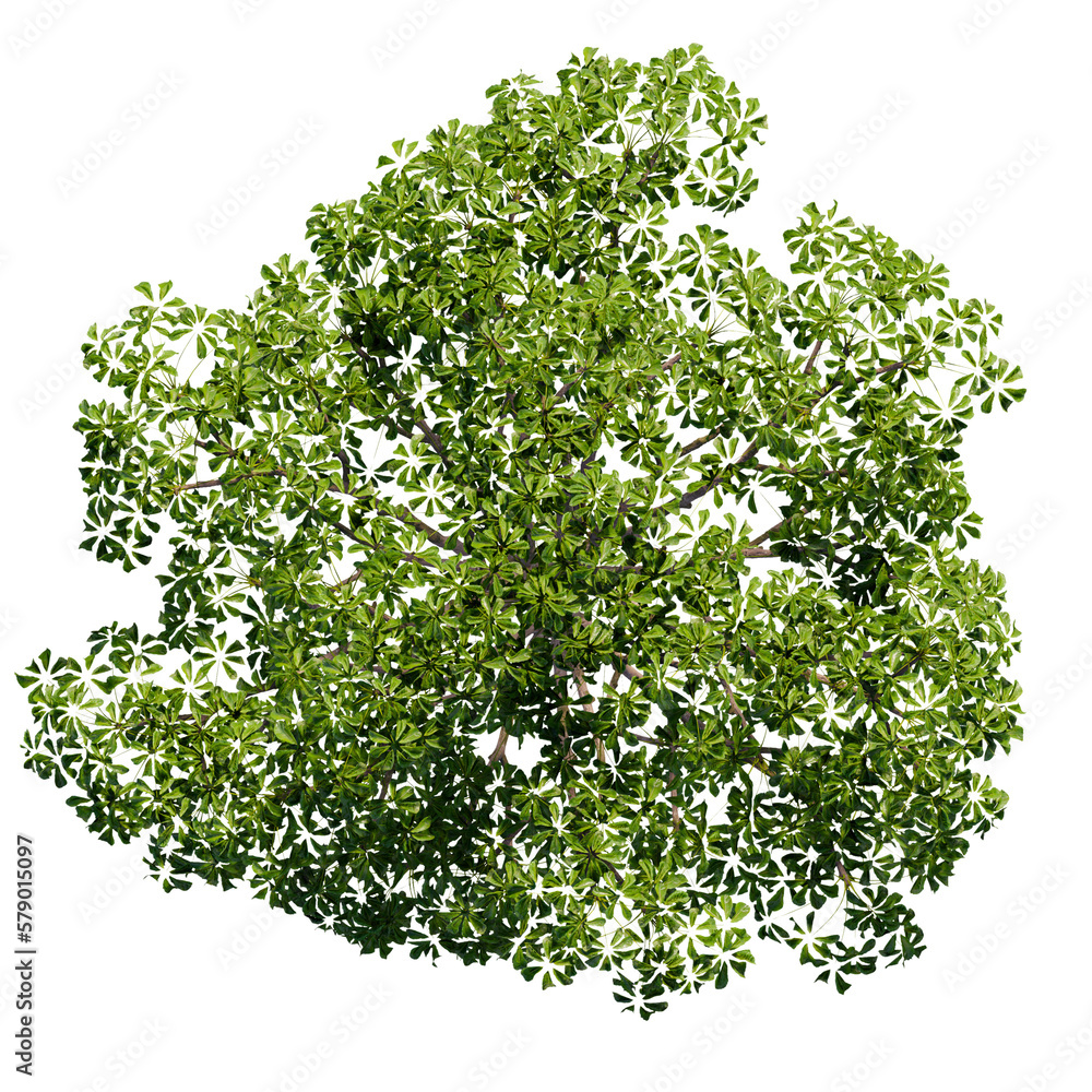 tree top view isolated on white png Stock Illustration | Adobe Stock