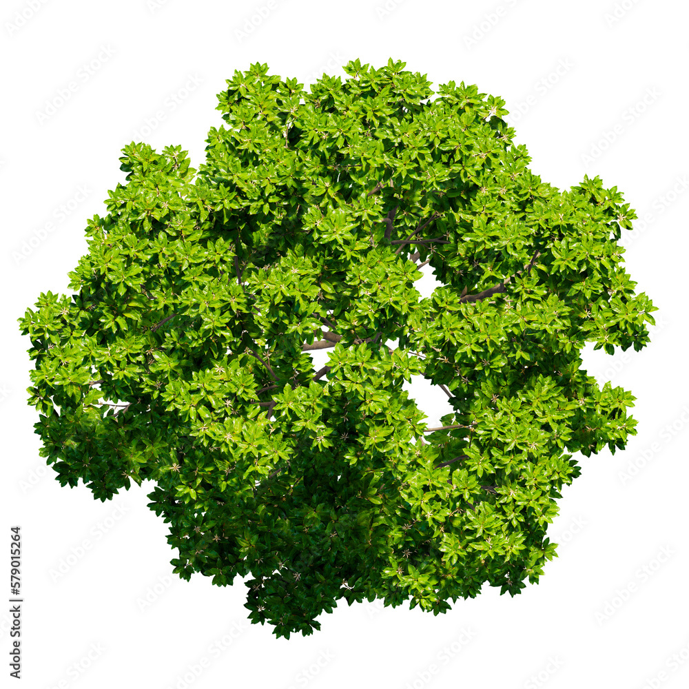 tree top view isolated on white png Stock Illustration | Adobe Stock