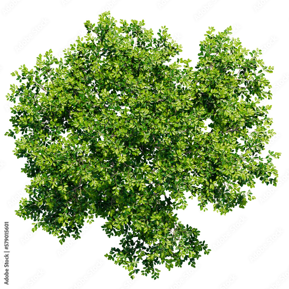 tree top view isolated on white png Stock Illustration | Adobe Stock