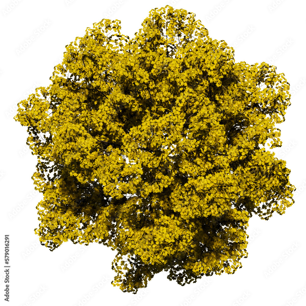 tree top view isolated on white png Stock Illustration | Adobe Stock