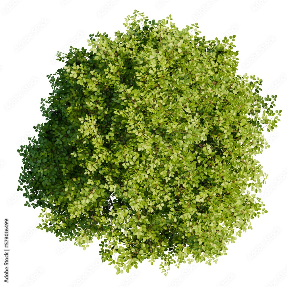 tree top view isolated on white png Stock Illustration | Adobe Stock