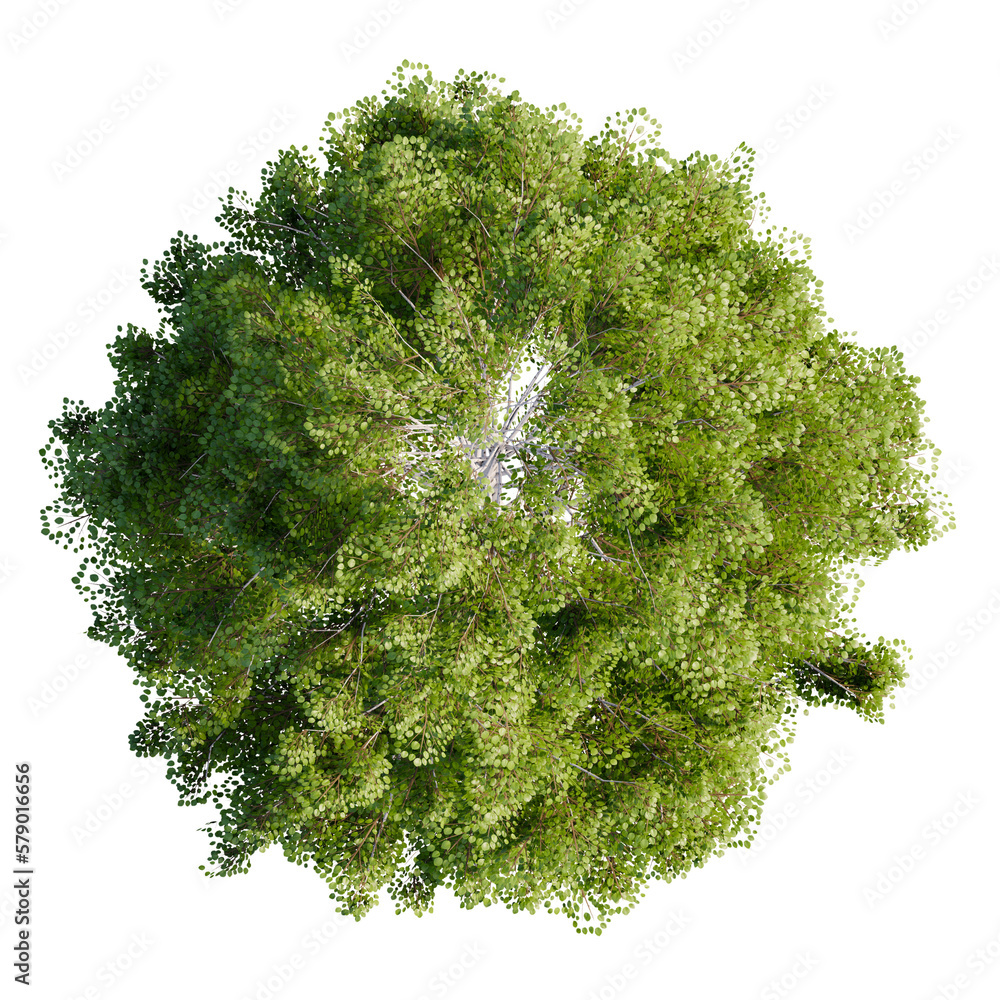 tree top view isolated on white png Stock Illustration | Adobe Stock