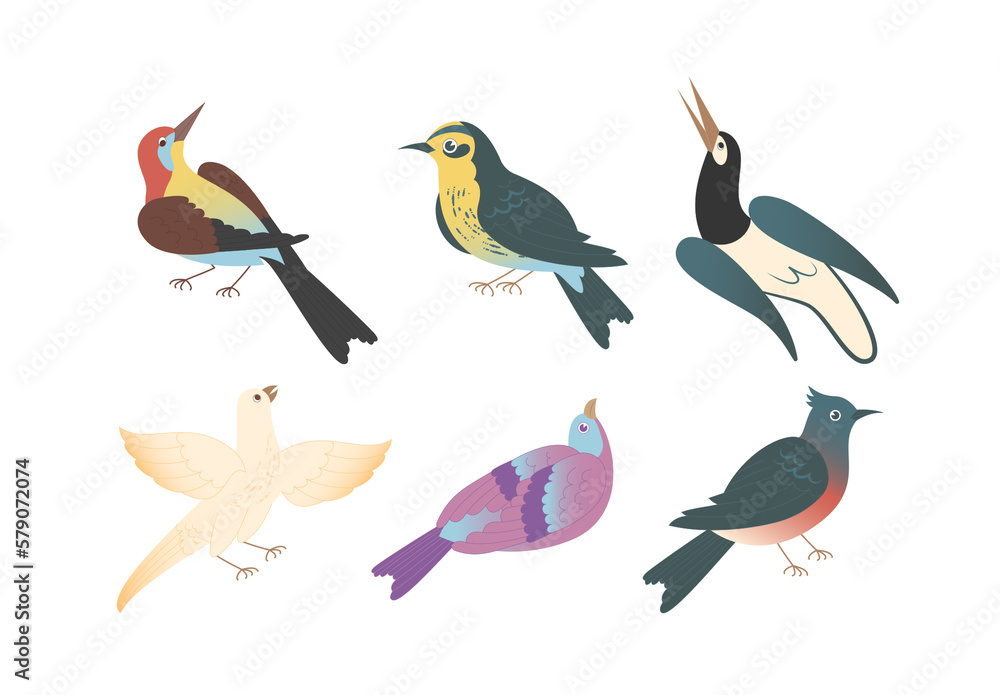 Common Indian Birds Stock Template | Adobe Stock