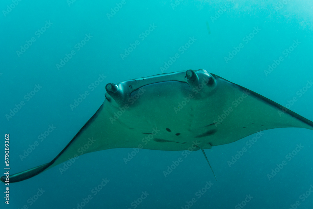 Manta Ray: The Reef Manta Ray (Mobula alfredi) is one of the largest ...