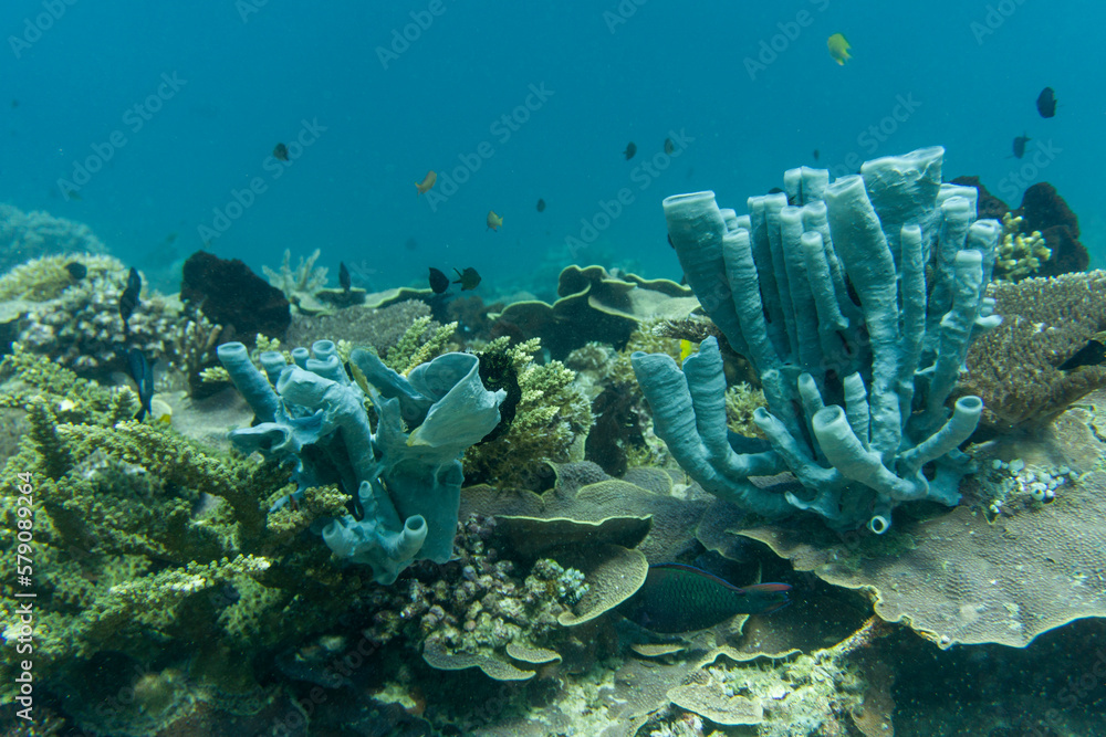 Indonesia travelling and the underwater world. Coral reef, sea turtle ...