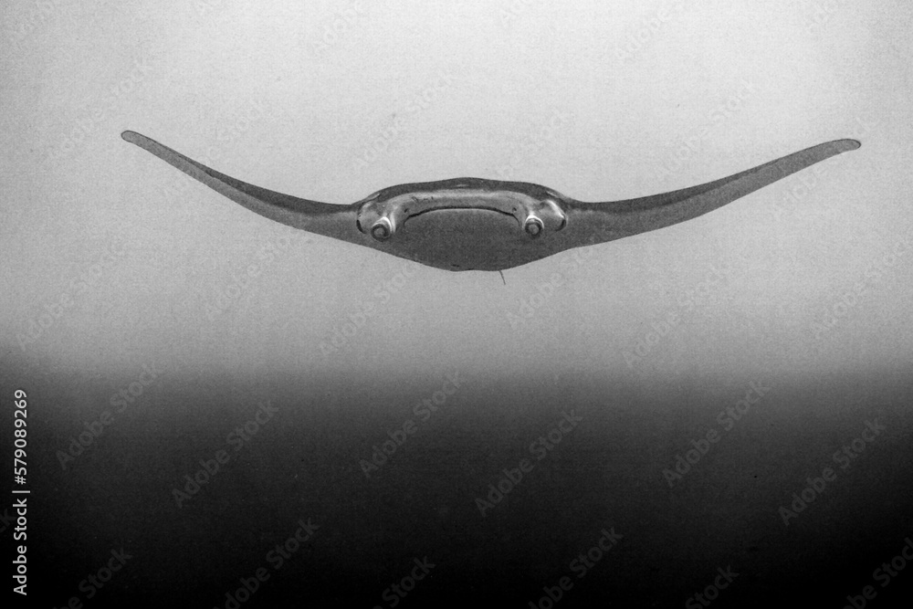 Manta Ray: The Reef Manta Ray (Mobula alfredi) is one of the largest ...