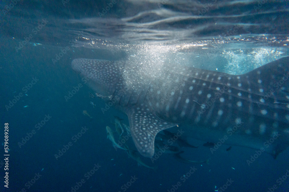 The whale shark (Rhincodon typus) is a slow-moving, filter-feeding ...